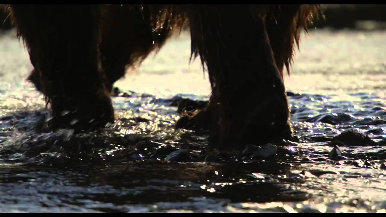 Bears Trailer 2014 Disney Movie Official HD - YouTube