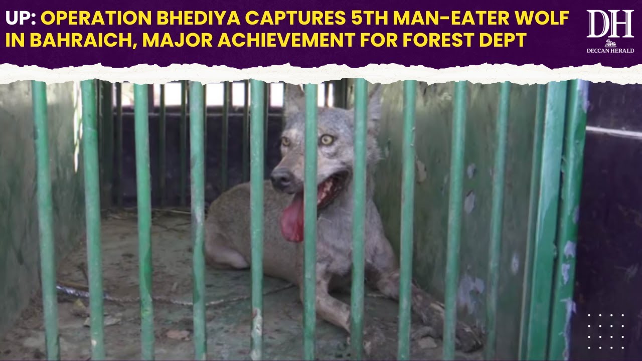 UP: Operation Bhediya captures 5th man-eater wolf in Bahraich, major ...