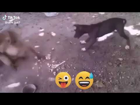 Very funny video monkey slap the dog - YouTube