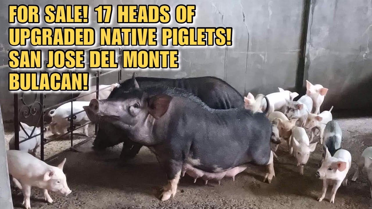 FOR SALE! 17 HEADS OF UPGRADED NATIVE PIGLETS! SAN JOSE DEL MONTE ...