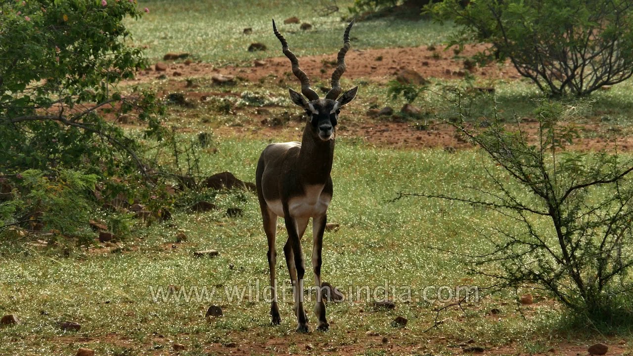 Blackbuck urinates and excretes - answering the call of nature - YouTube