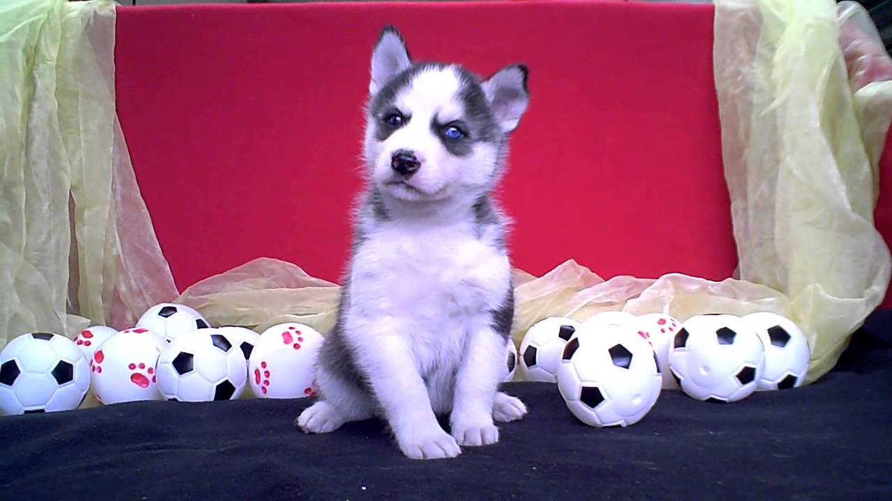 husky pups te koop, woefkesranch - YouTube
