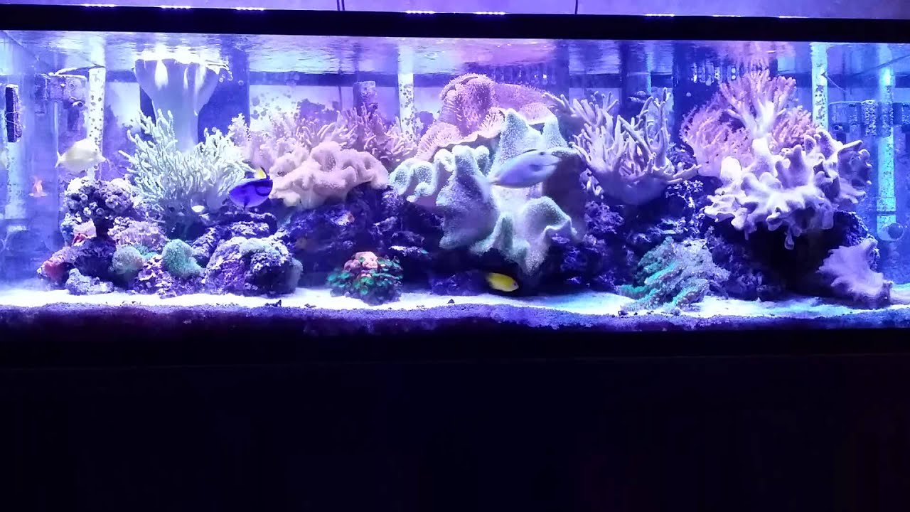 AquaCorals 180 gallon reef tank January 13, 2015 - YouTube