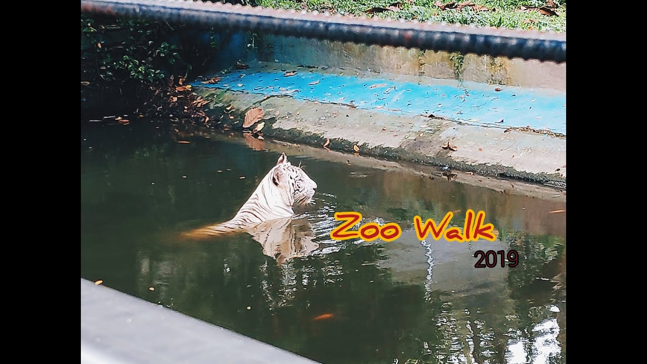 Zoo Walk 2019 - YouTube