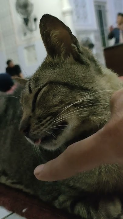 Funny cute Cate | Cat Lovers | cat tongue - YouTube