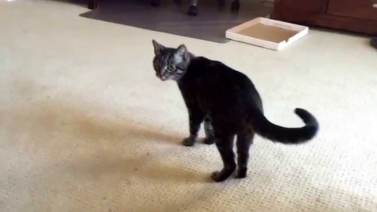 Cat jump scare - YouTube