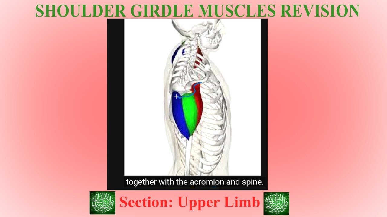 Shoulder Girdle Muscles Revision | Scapular Region - YouTube