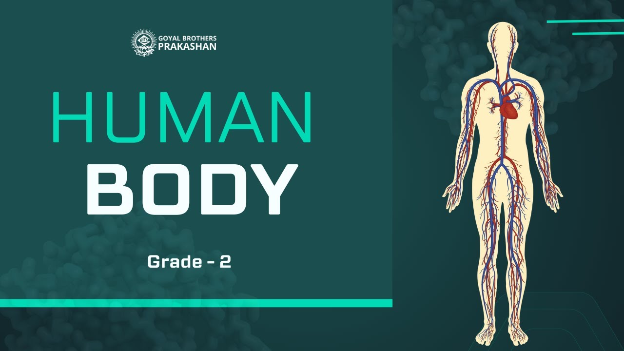Human Body | Class 2 | Illustrative Series | Goyal Brothers Prakashan ...