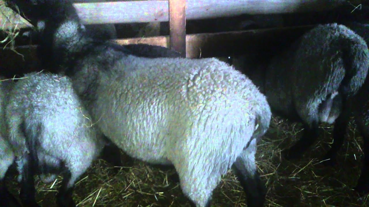 Vrhunski ovnovi Romanovske rase ovaca - YouTube