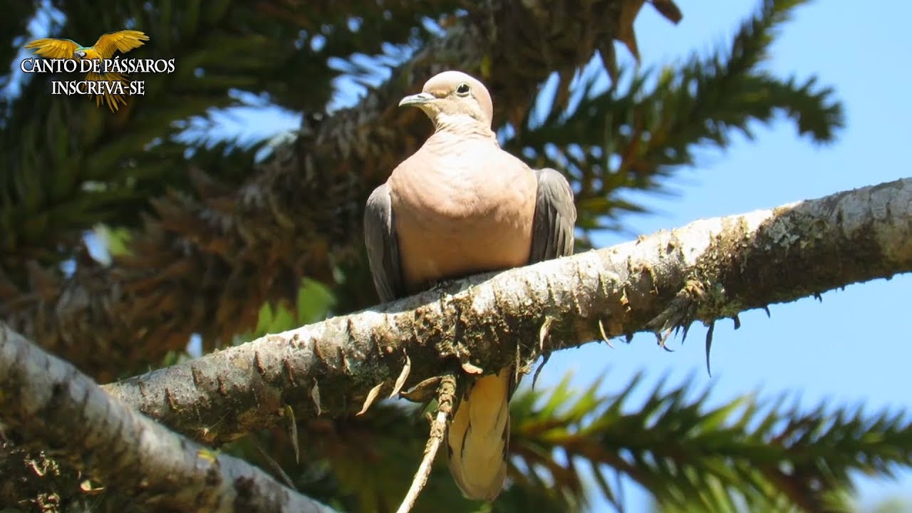POMBA DE BANDO - LINDAS IMAGENS DA NATUREZA COM TRILHA SONORA ! - YouTube