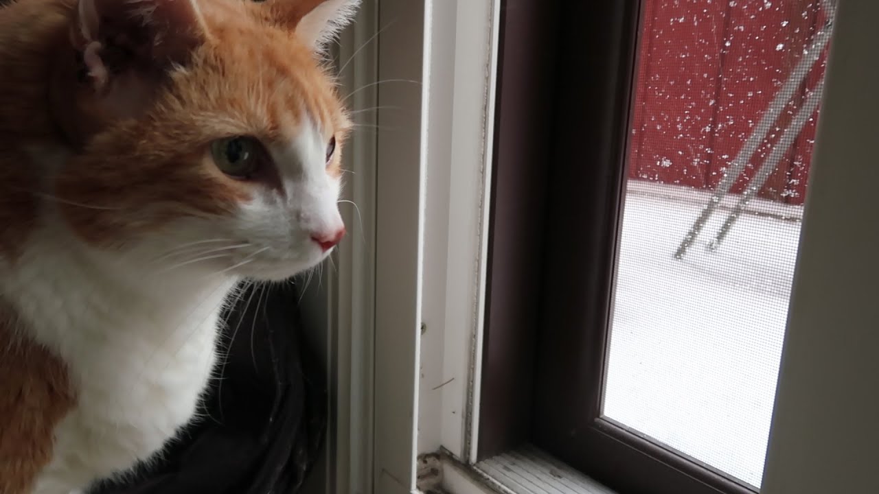 Cat Looks Out At The Snow - YouTube