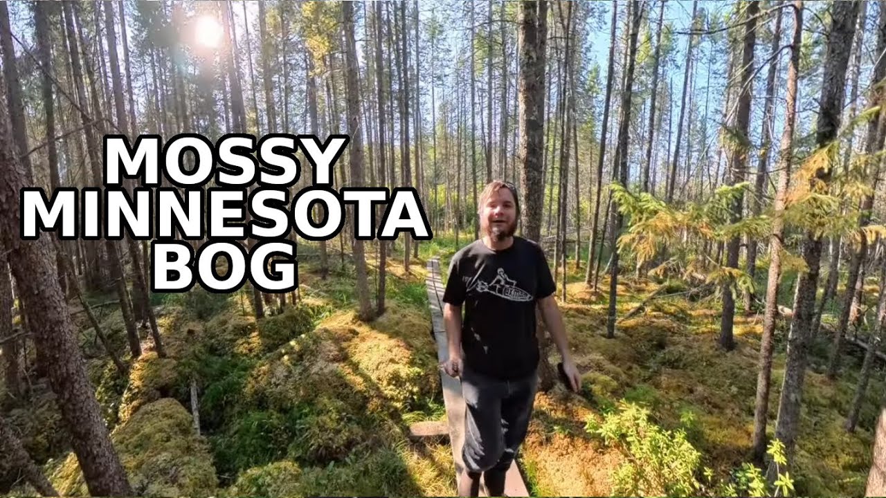 Checking Out The UMN Bog Trail In Northern Minnesota (Members-Only ...