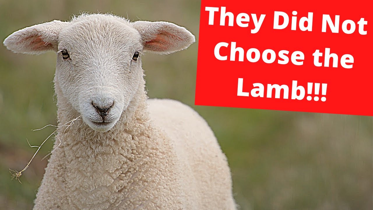 Palm Sunday (Lamb Selection Day) - YouTube