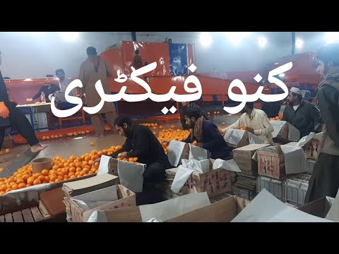 Kinnow Processing Unit of AB Factory - YouTube