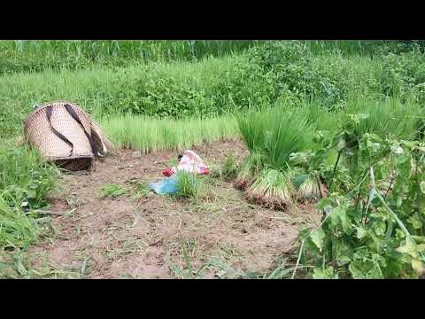 Hnub no cog liaj nawd sab kawg 7/7/23 - YouTube