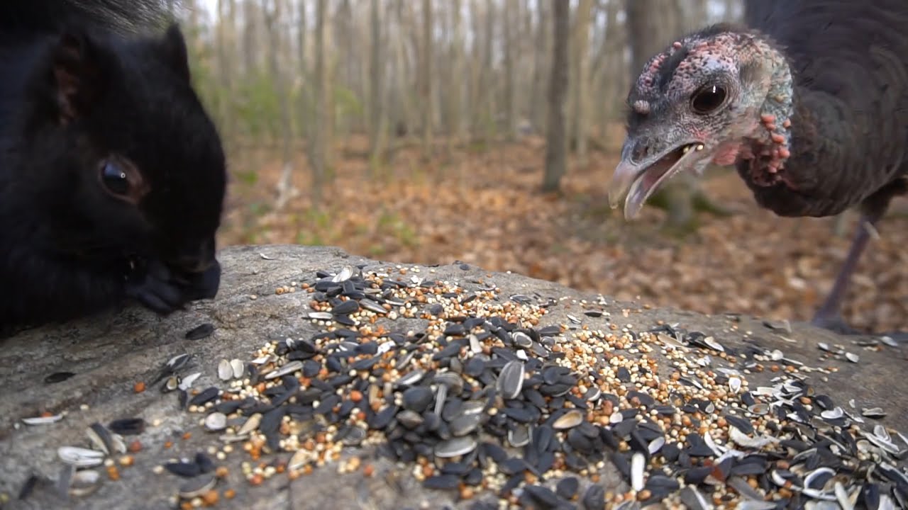 TSA: Turkey Squirrel Alliance "A force for good" November 9, 2020 - YouTube