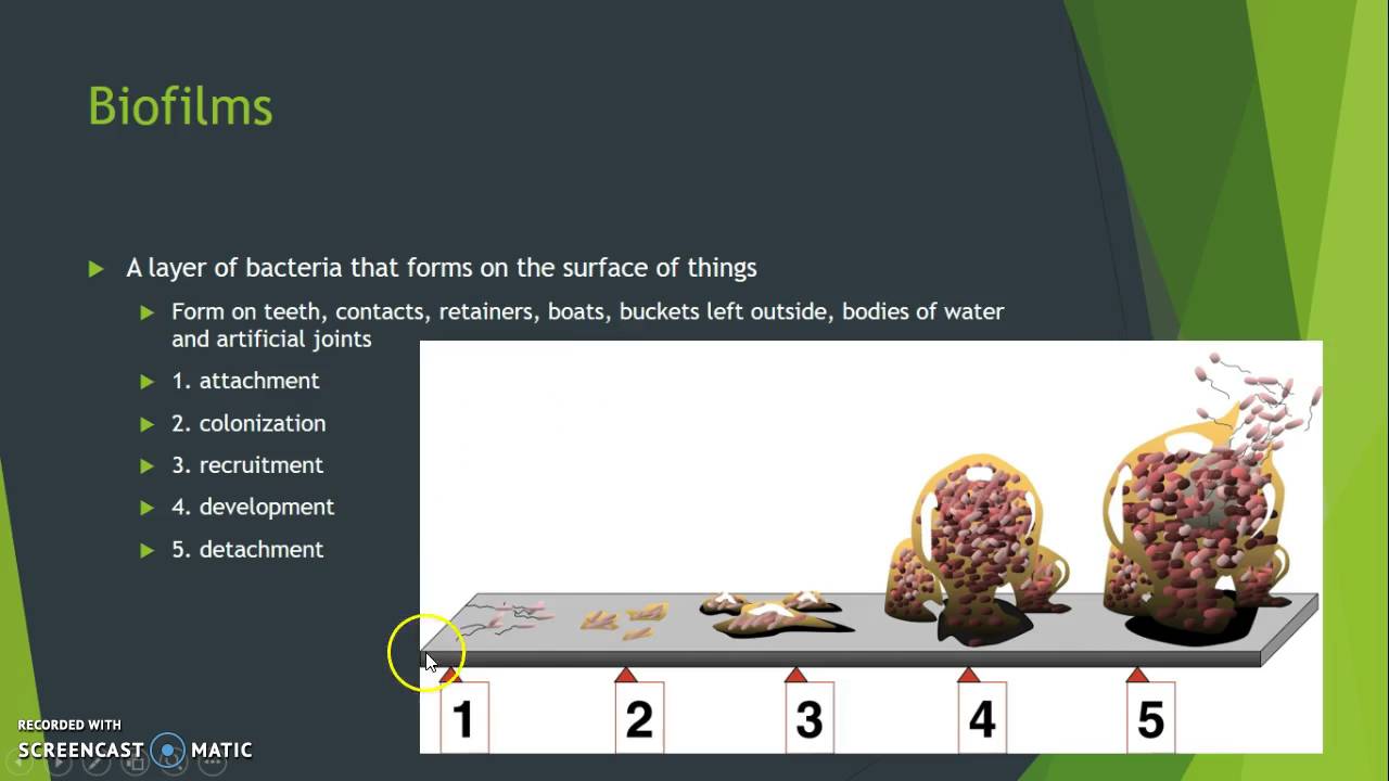 LSU Biol 2051 - Microbiology Lab - Biofilms - YouTube