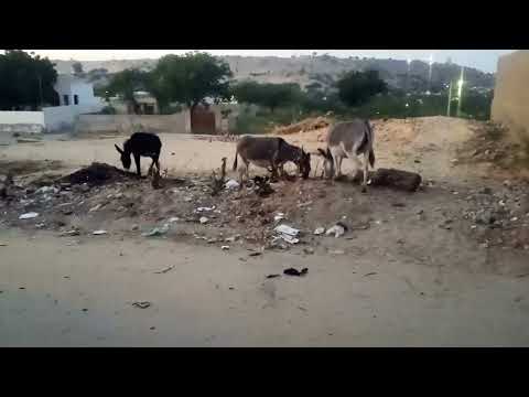 Donkey meeting #funny #mating #wildlife @TheGlobalAnimalsWorld @wilddonkey23 