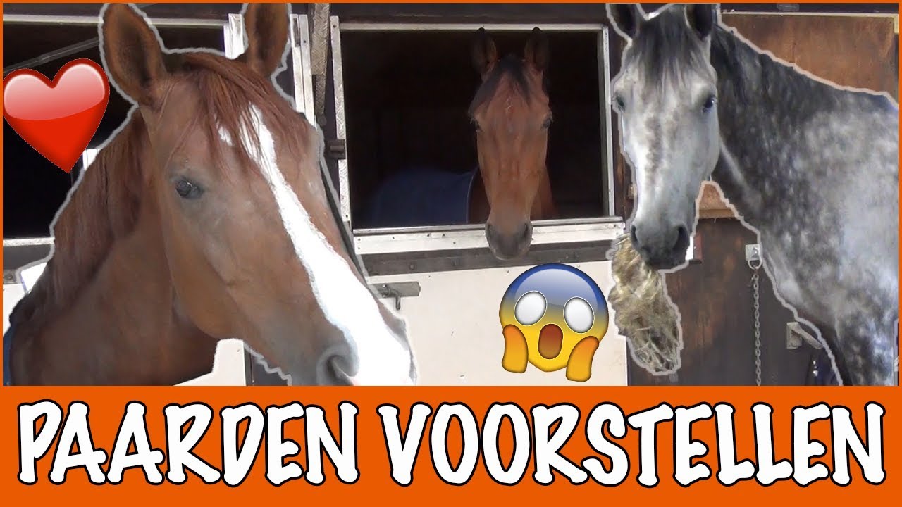 WOW allemaal nieuwe paarden op stal! | PaardenpraatTV - YouTube