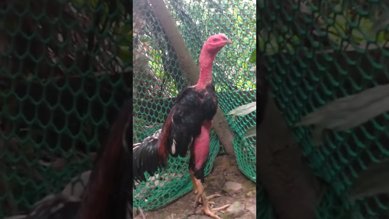 gà trọi ăn 5 độ mà vẫn đẹp như gà tơ ,Gà trọi siêu víp - YouTube