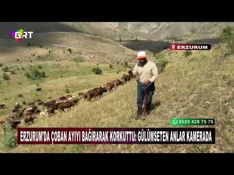 ERZURUM'da çoban ayıyı bağırarak korkuttu Gülümseten anlar kamerada