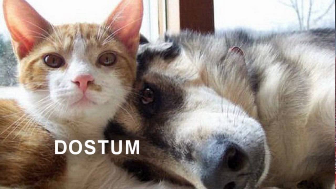 Saide Sultan - Dostum - YouTube