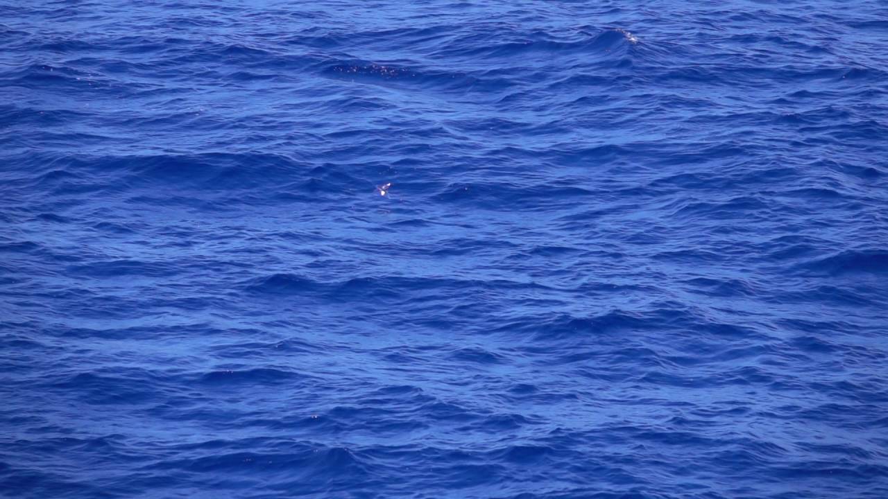 Flying Fish - YouTube