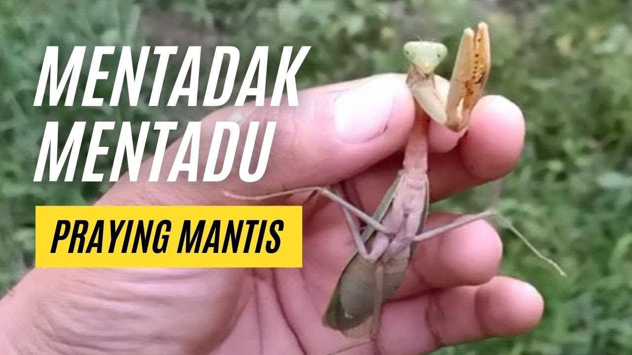 Mentadak Mentadu di Pokok Jambu Madu | Praying Mantis - YouTube