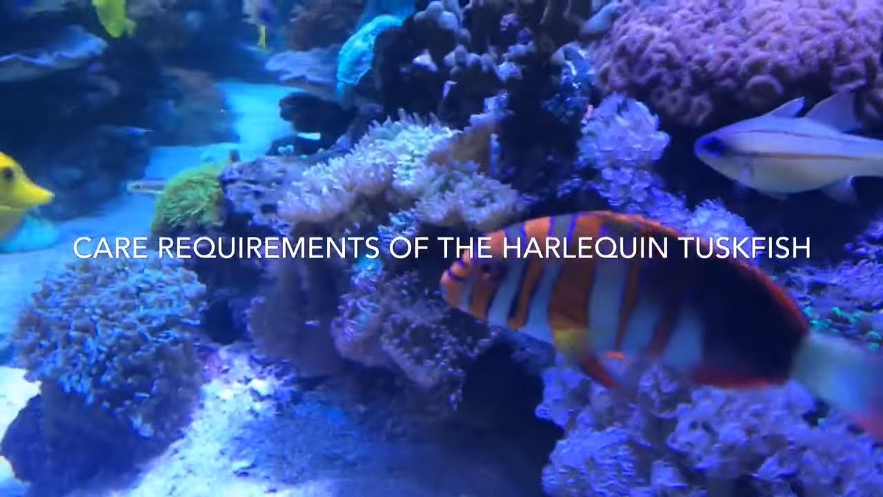 Harlequin Tuskfish care (Choerodon fasciatus) - YouTube