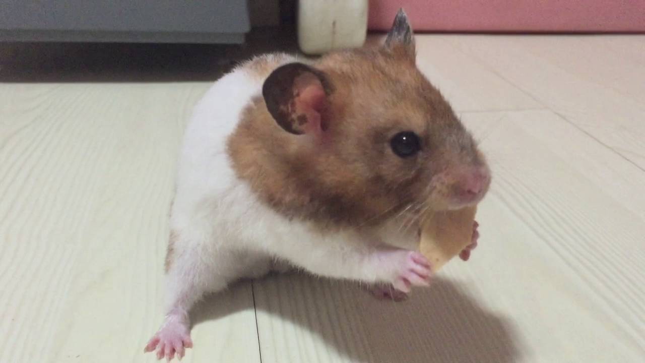 syrian hamster Gipy eats a cracker - YouTube