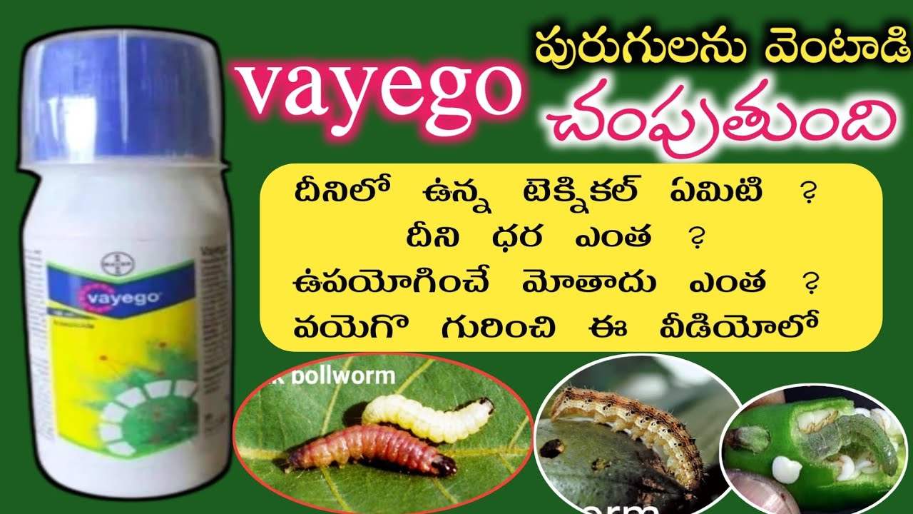 bayer vayego insecticide | vayego bayer insecticide | bayer vayego ...