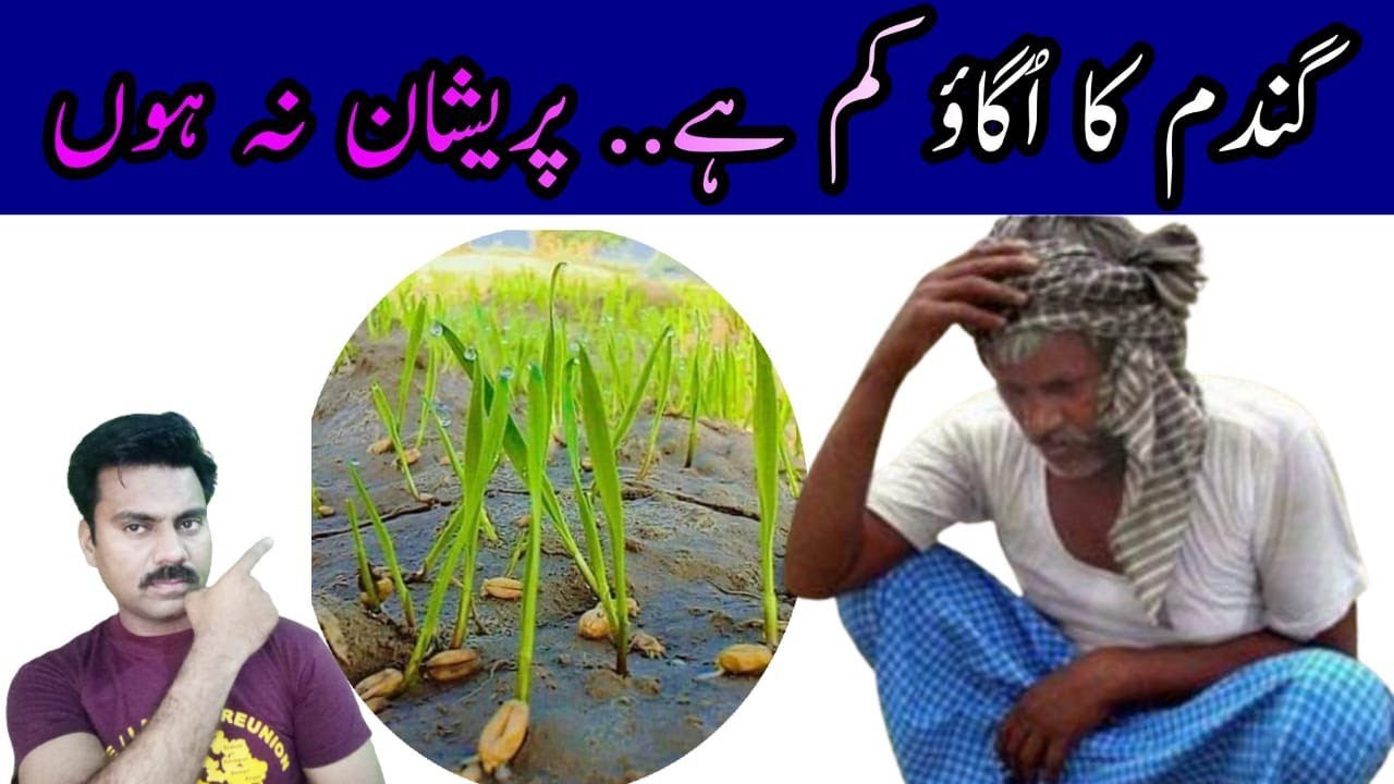 Solution of poor germination of wheat seeds | Wheat seed germination ...