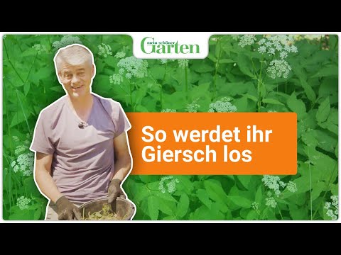 Giersch bekämpfen: Effektive Methoden