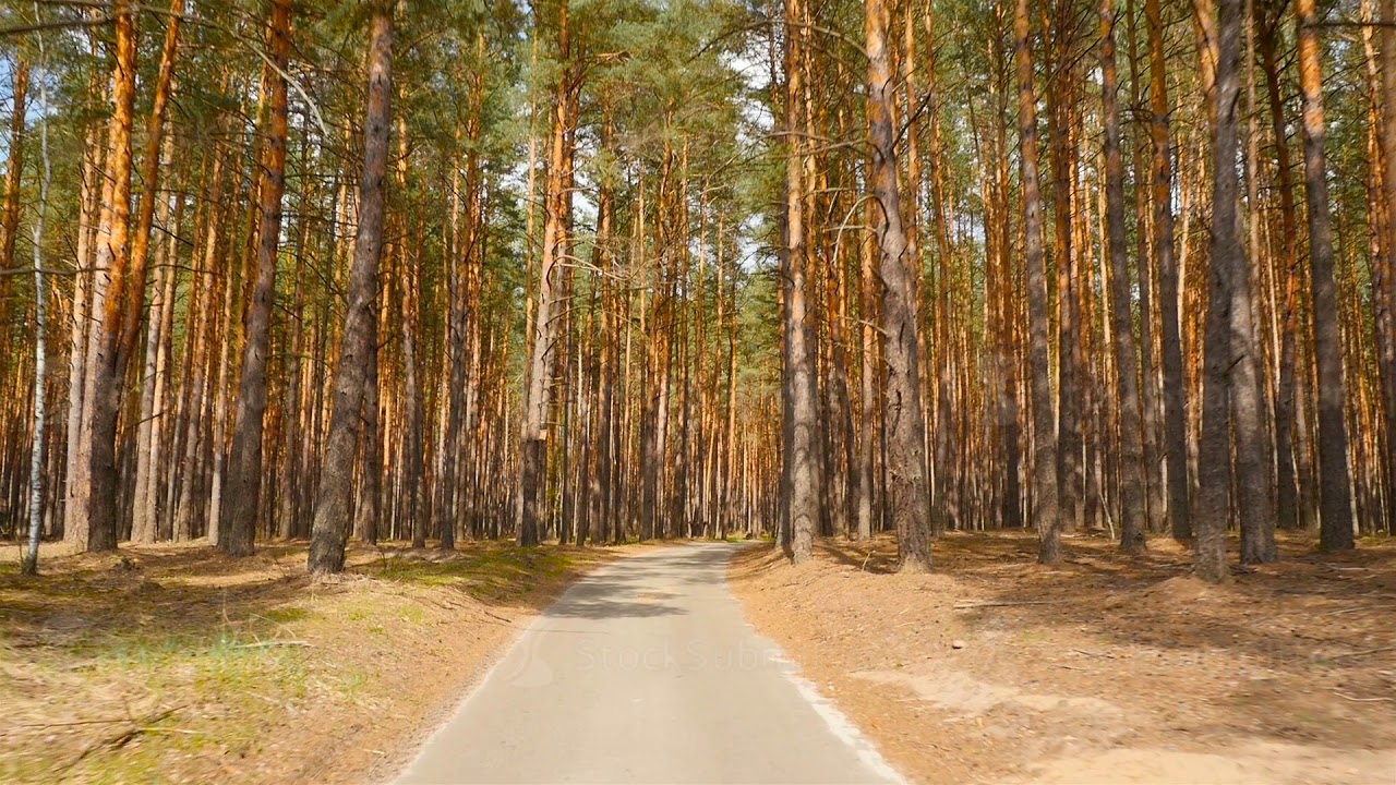 Beautiful pine forest. Long road. Beautiful place. Camera moves forward ...