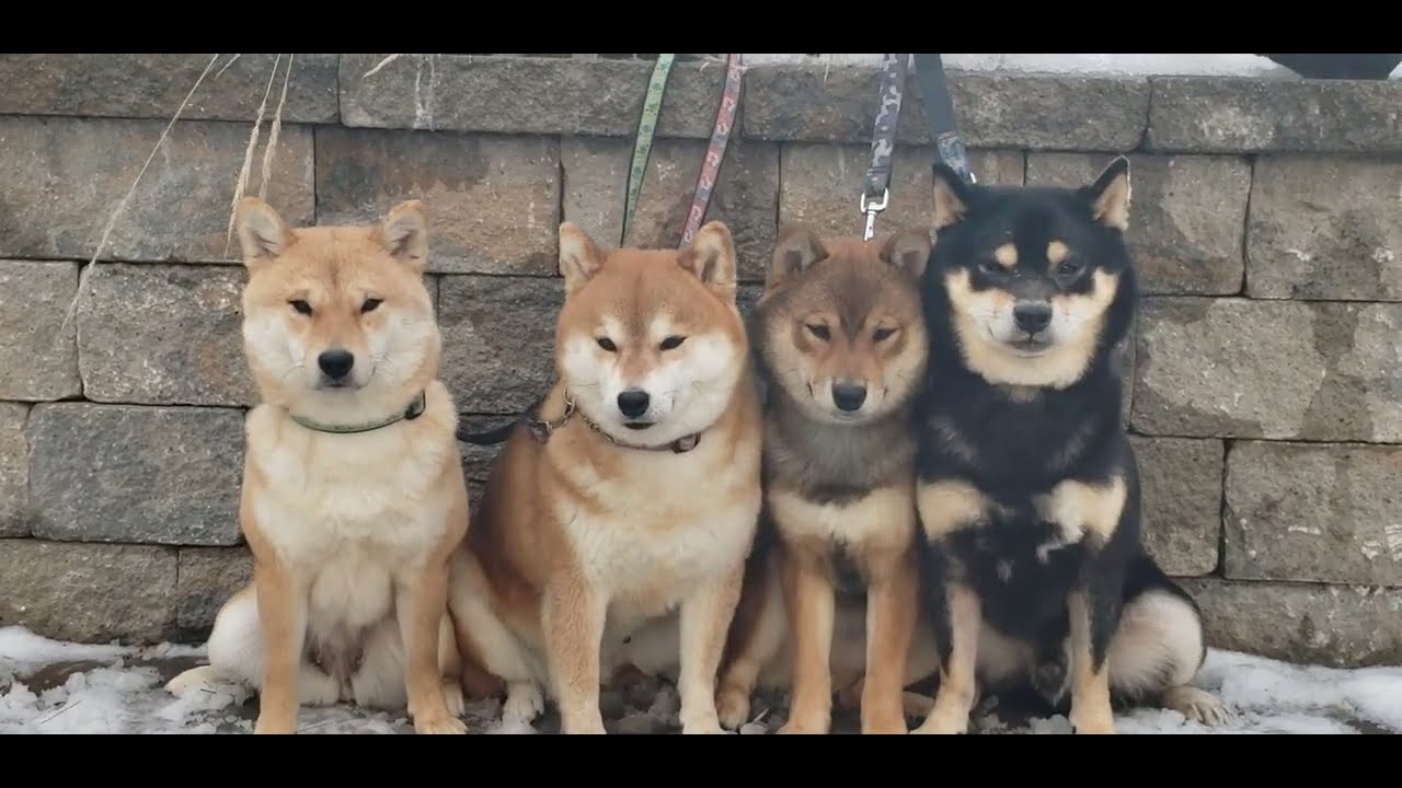 The Four Colours of shibas - YouTube