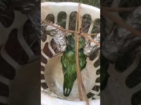 Deer skull maceration in a pond part 2 - YouTube