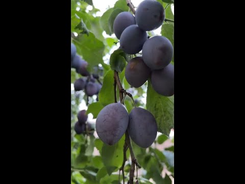 STANLEY PRUNE PLUM TREE WITH FULL OF FRUITS #shorts - YouTube