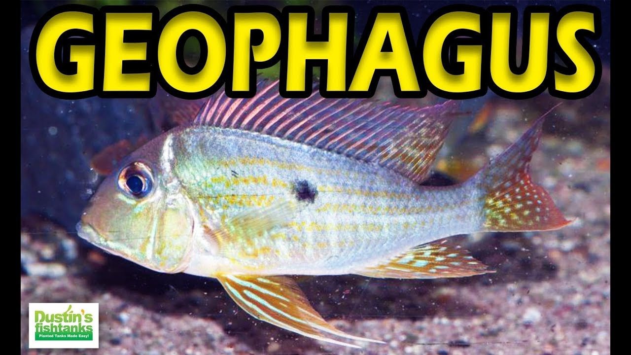 HOW TO KEEP GEOPHAGUS: Species Sunday - YouTube