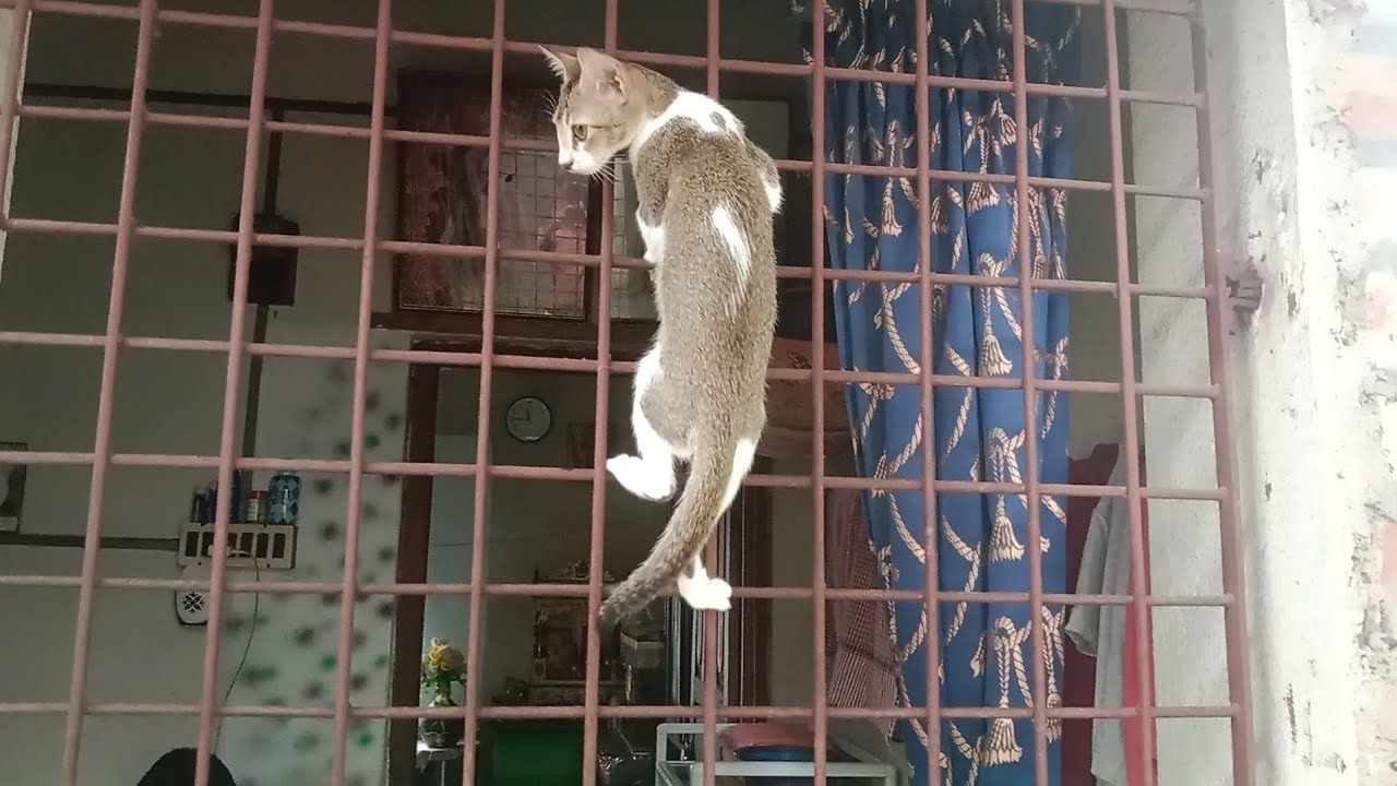Indian most super hero spider cat in the world - YouTube