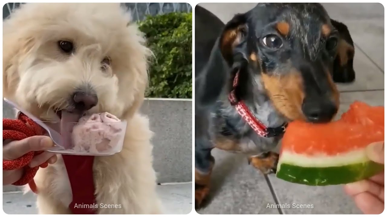 Funniest Animals Part 06। Best Funny dumb acton animal cats and dog ...