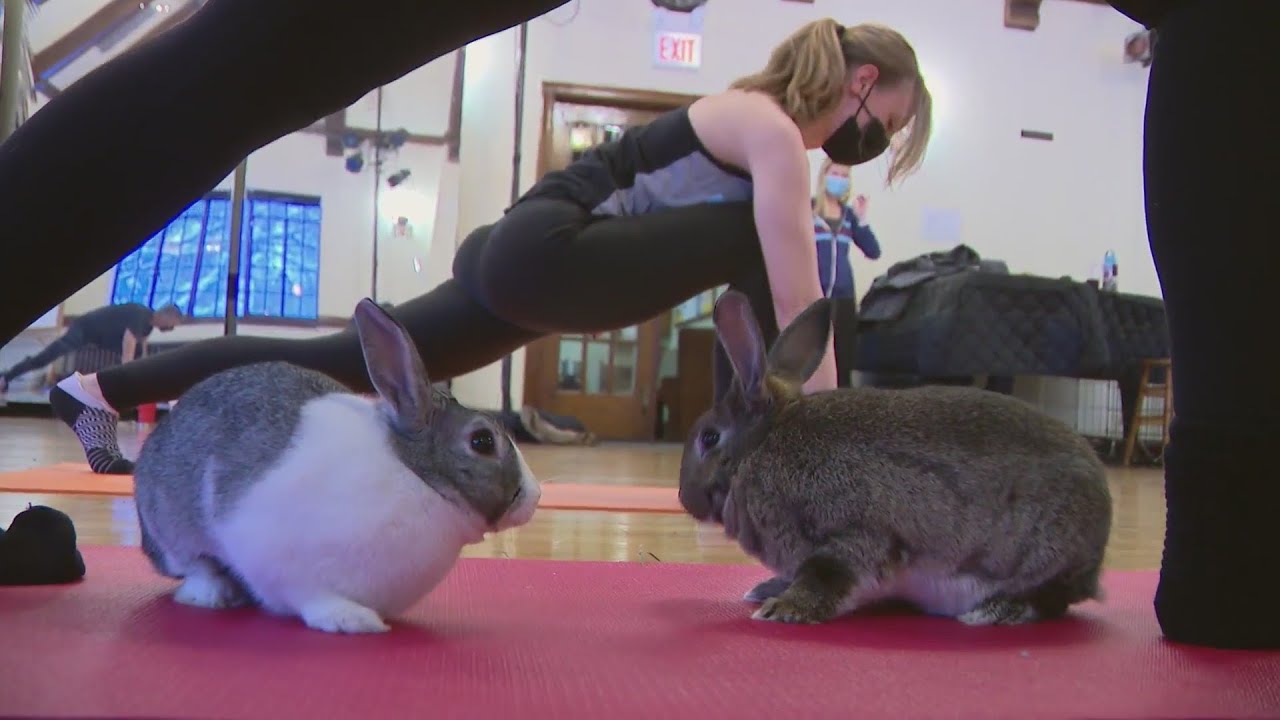 Take part in bunny yoga in West Rogers Park - YouTube