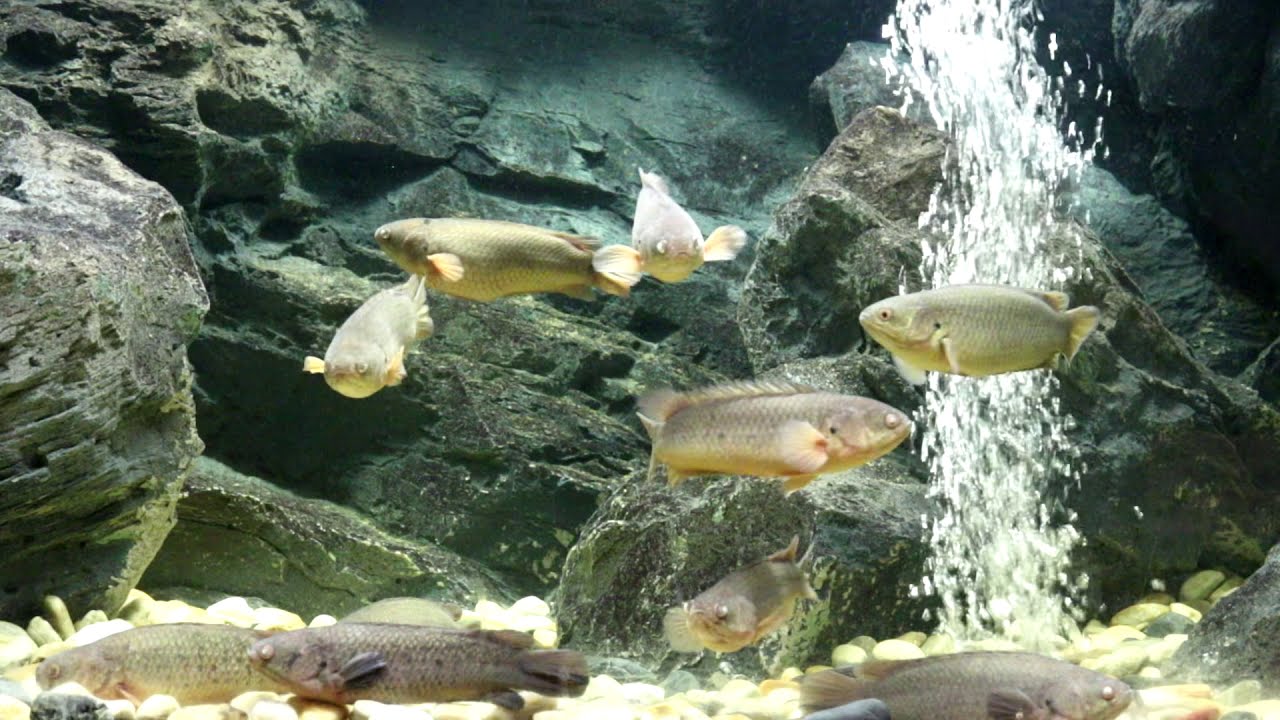 ปลาหมอ,ปลาสะเด็ด Climbing gourami ,Climbing perch fish - YouTube