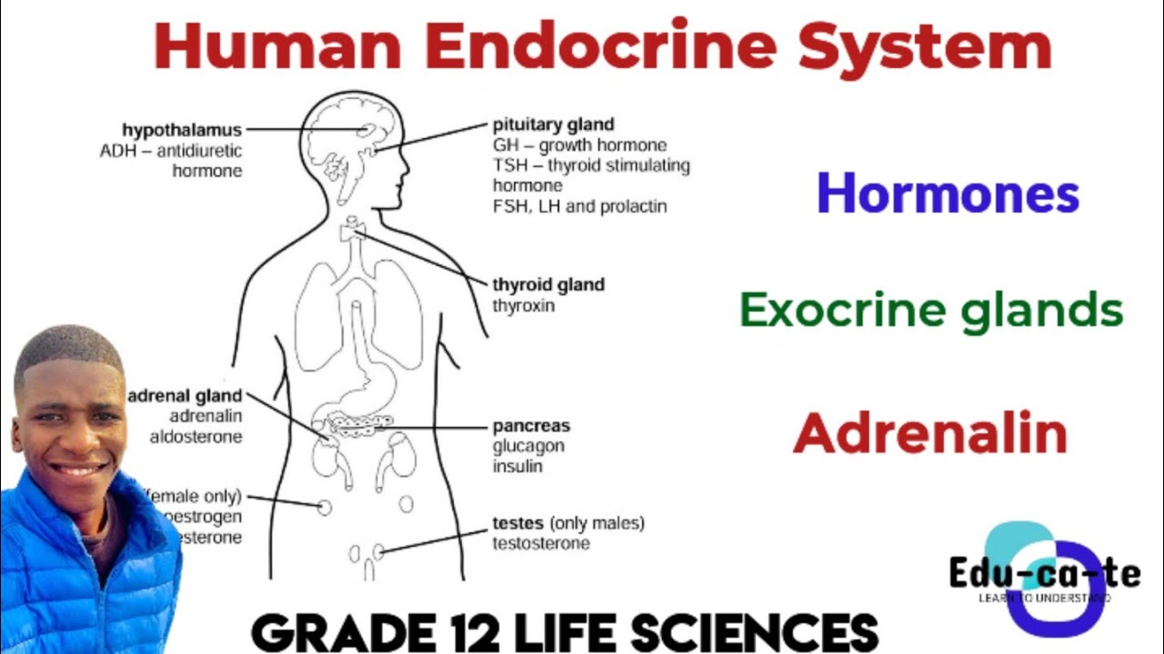 Human Endocrine System - Grade 12 Life Sciences - YouTube