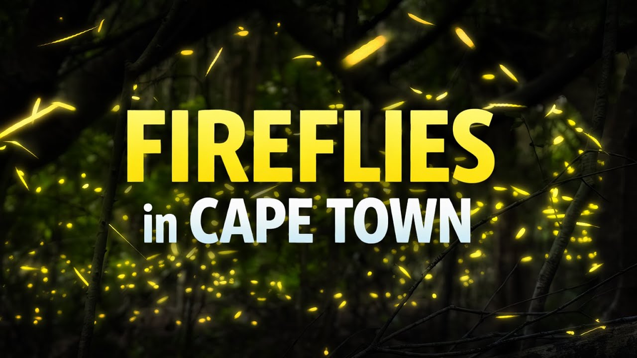 The Magic of Fireflies in Cape Town - YouTube