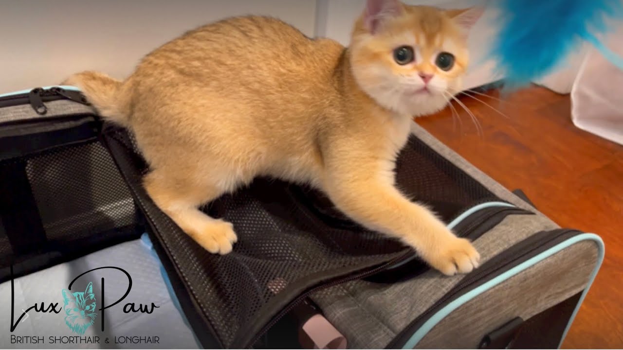 My golden kittens are going home. Very sad day 😞| Lux Paw Cattery - YouTube