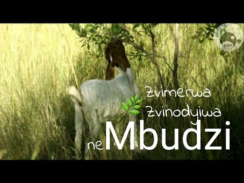 Mbudzi: Kudya Kwadzo | Introduction to Feeding Goats in Zimbabwe ...