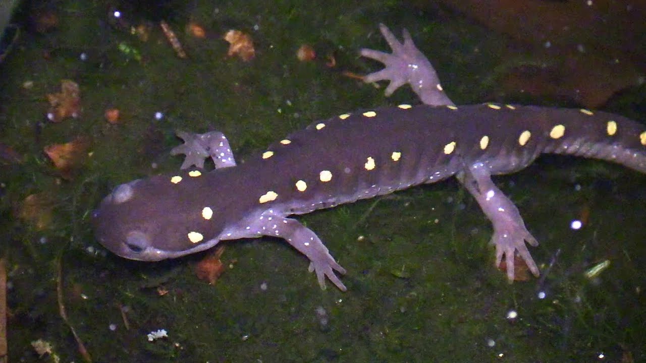 Spotted Salamanders, Spring Peepers, Wood Frogs, & Others in a Vernal ...