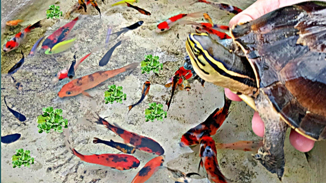 Catch colorful ornamental fish, glofish, molly fish, betta fish ...