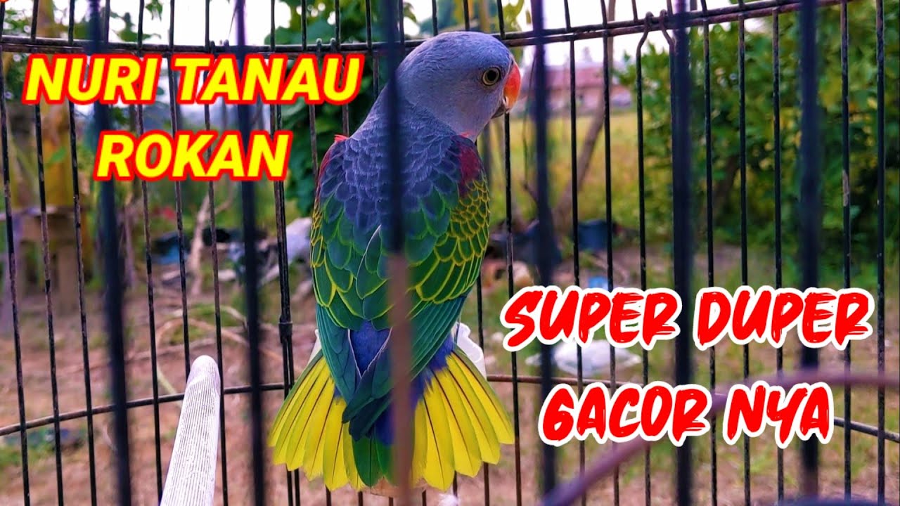 NURI TANAU BUKA EKOR PALING GACOR - YouTube