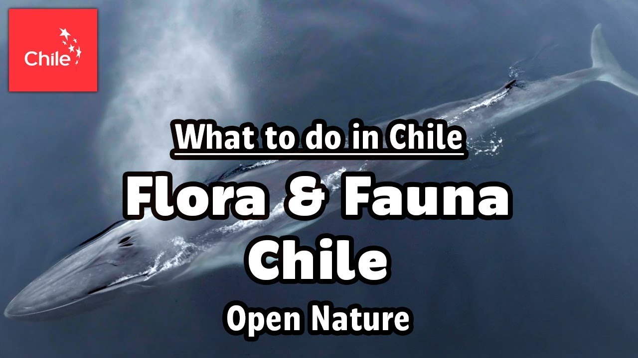 What to do in Chile: Flora & Fauna Chile - Open Nature - YouTube